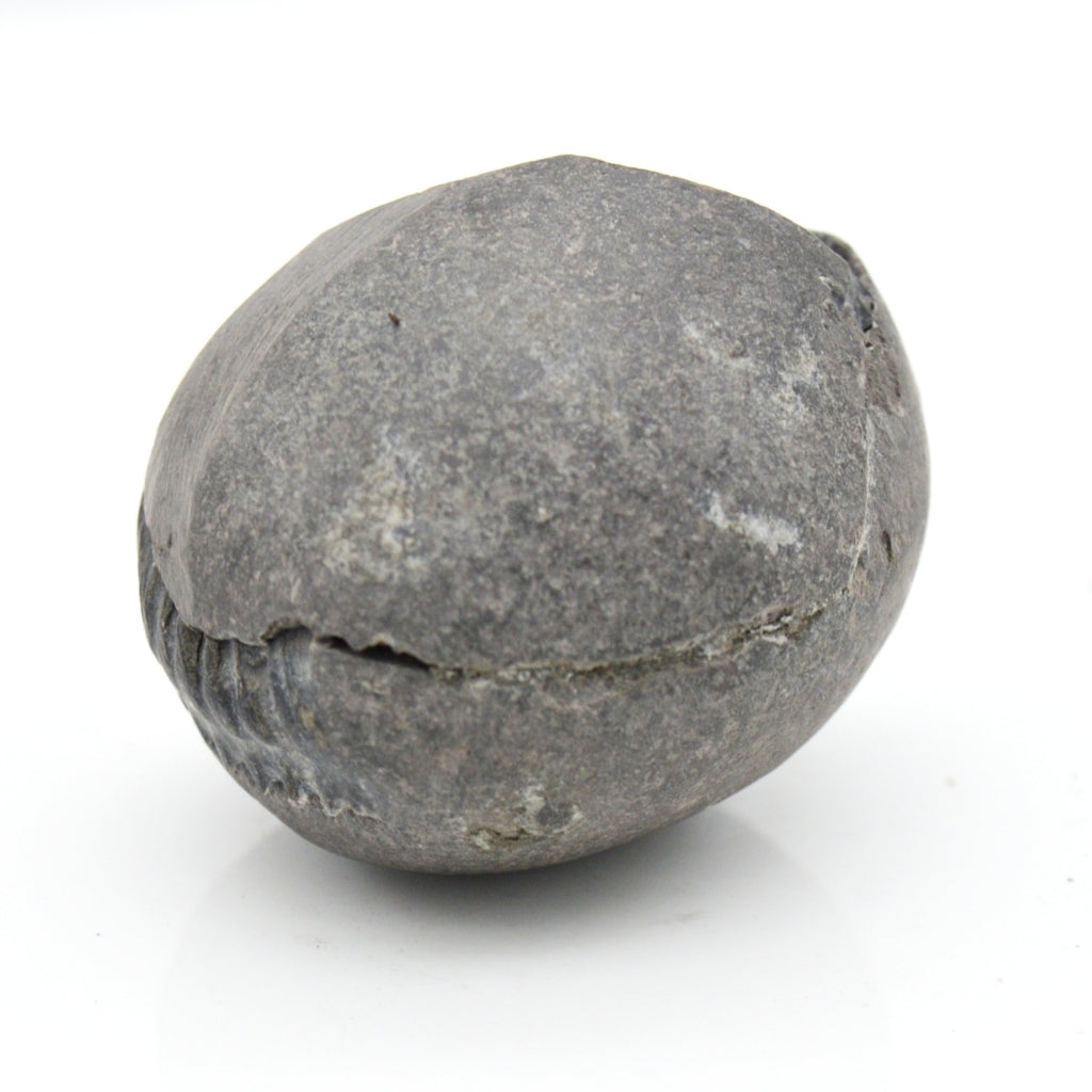 Natural Vishnu Shaligram Vishnu Shilla For Worship Small Size (Max: 5 ...