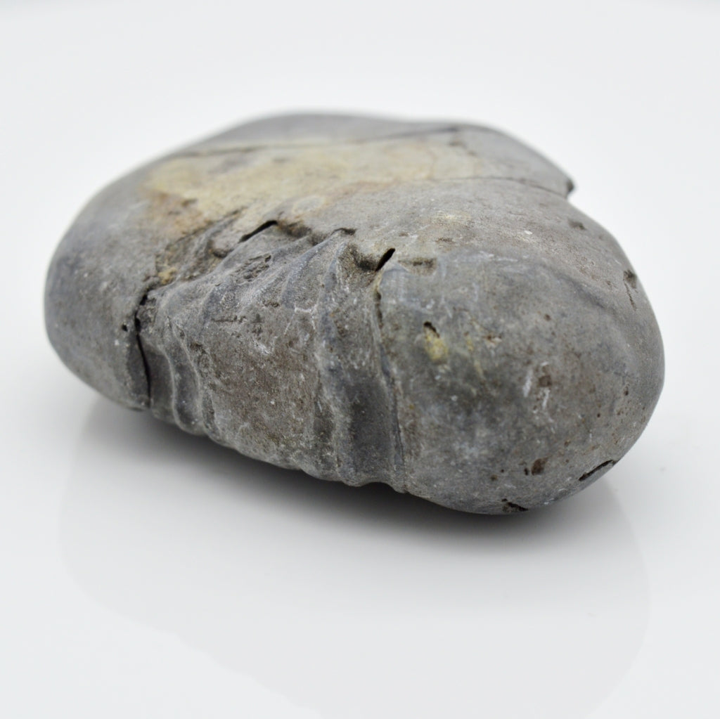 Original Harihar Shaligram Vishnu Shilla For Worship Small Size (Max ...