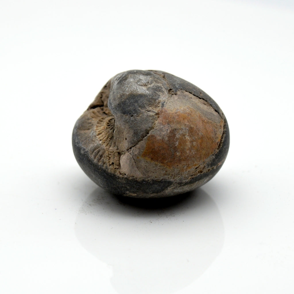 Nepal Gandaki Bisworupa Shaligram Vishnu Shilla For Worship Small Size ...