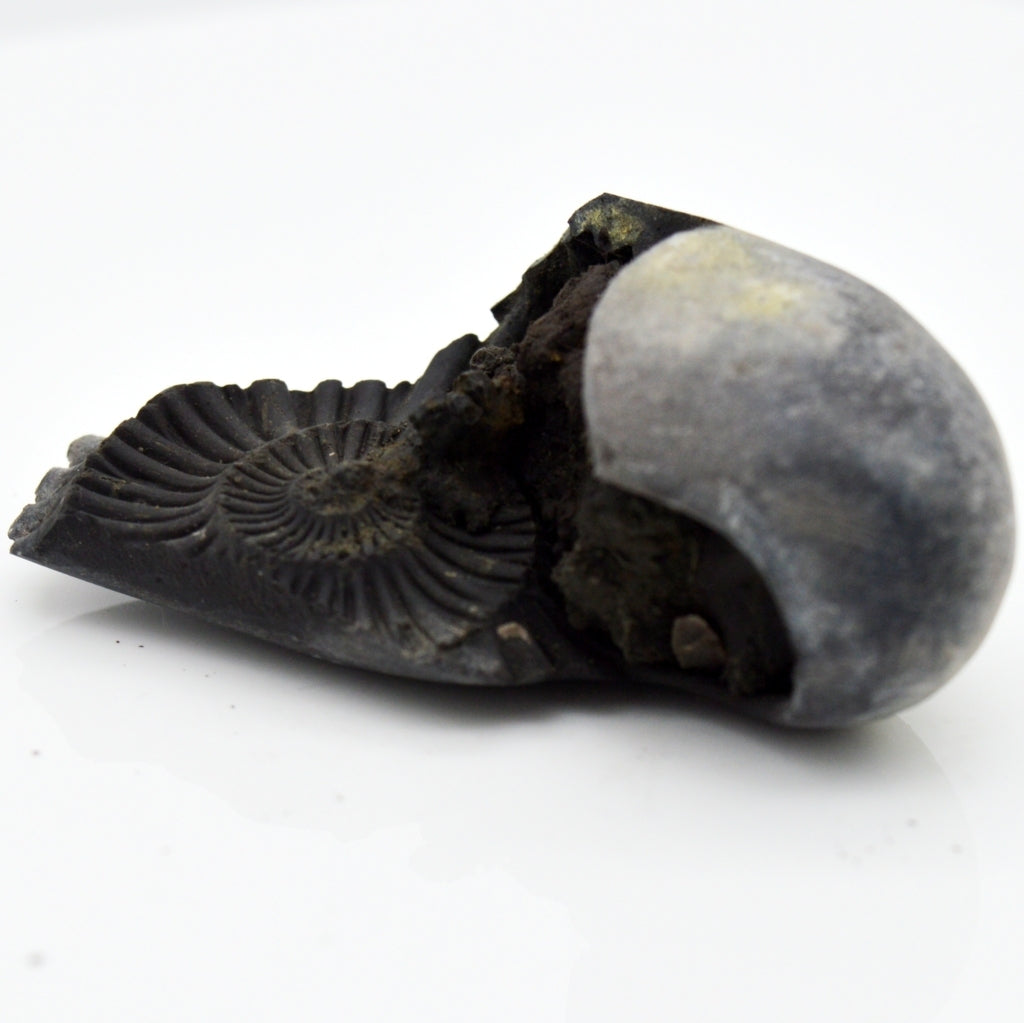 Gandaki River Govinda Shaligram Fossil For Worship Small Size (Max: 5 ...