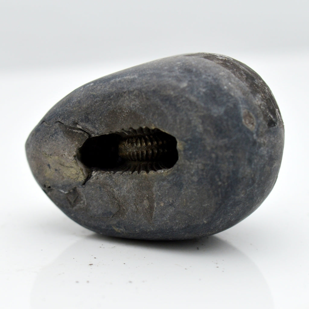 Natural Laxmipati Shaligram Vishnu Shila salagramam For Worship Small ...