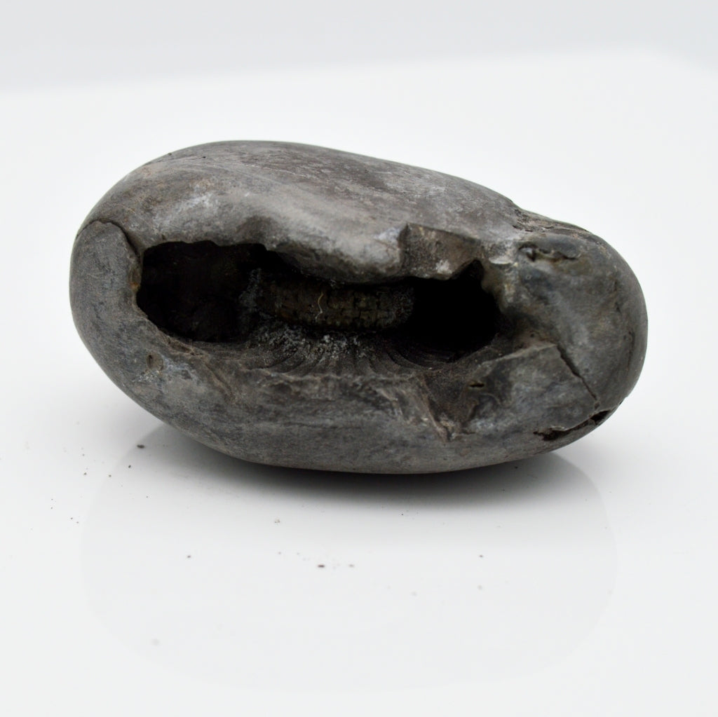 Nepal Gandaki Vaasudev Shaligram Shilla Stone For Pooja Small Size (Ma ...