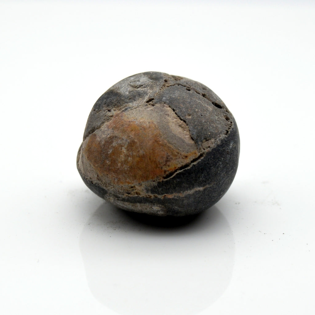 Nepal Gandaki Bisworupa Shaligram Vishnu Shilla For Worship Small Size ...