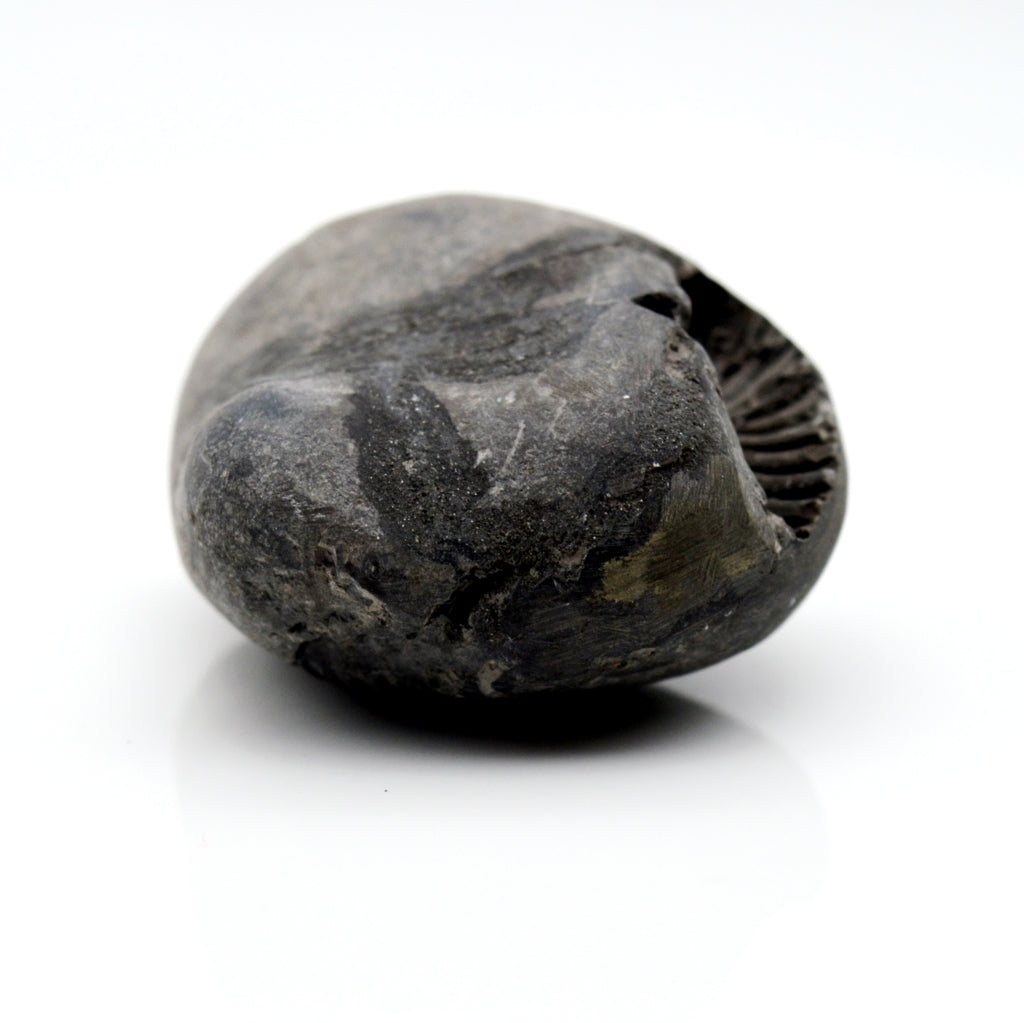 Genuine Narsingha Shaligram Vishnu Shilla For Worship Small Size (Max ...