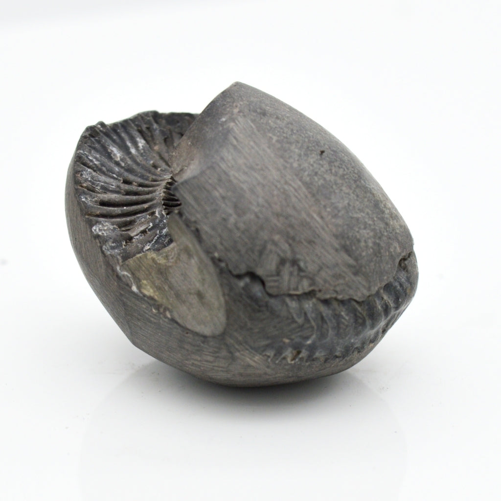 Natural Vishnu Shaligram Vishnu Shilla For Worship Small Size (Max: 5 ...