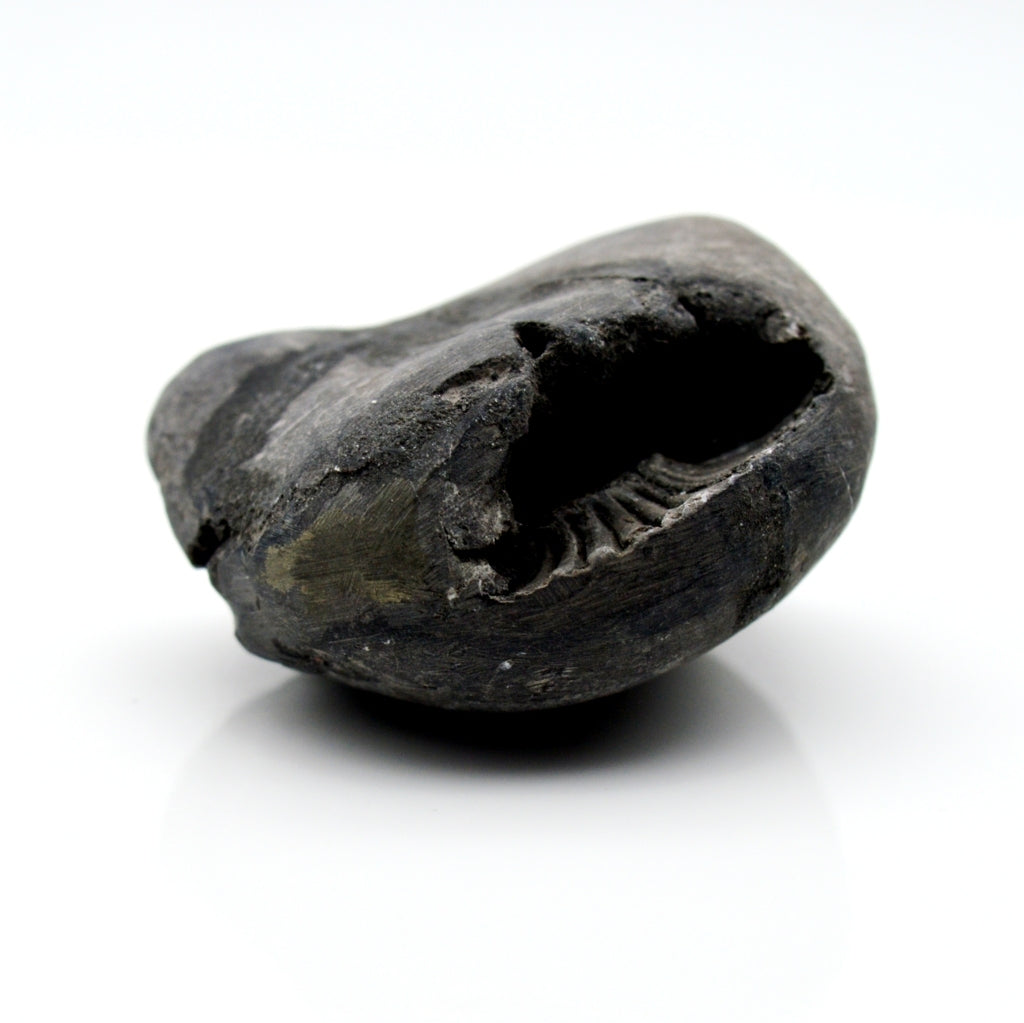 Genuine Narsingha Shaligram Vishnu Shilla For Worship Small Size (Max ...