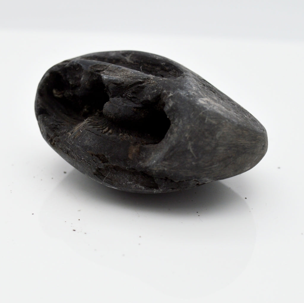 Natural Aananta Shaligram Bagwan Shilla For Tulsi Puja Small Size (Max ...