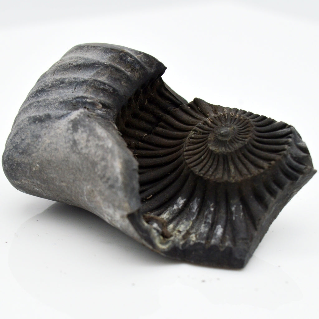 Genuine Laxmi Narayana Shaligram Idol Lord Vishnu For Tulsi Puja Small ...