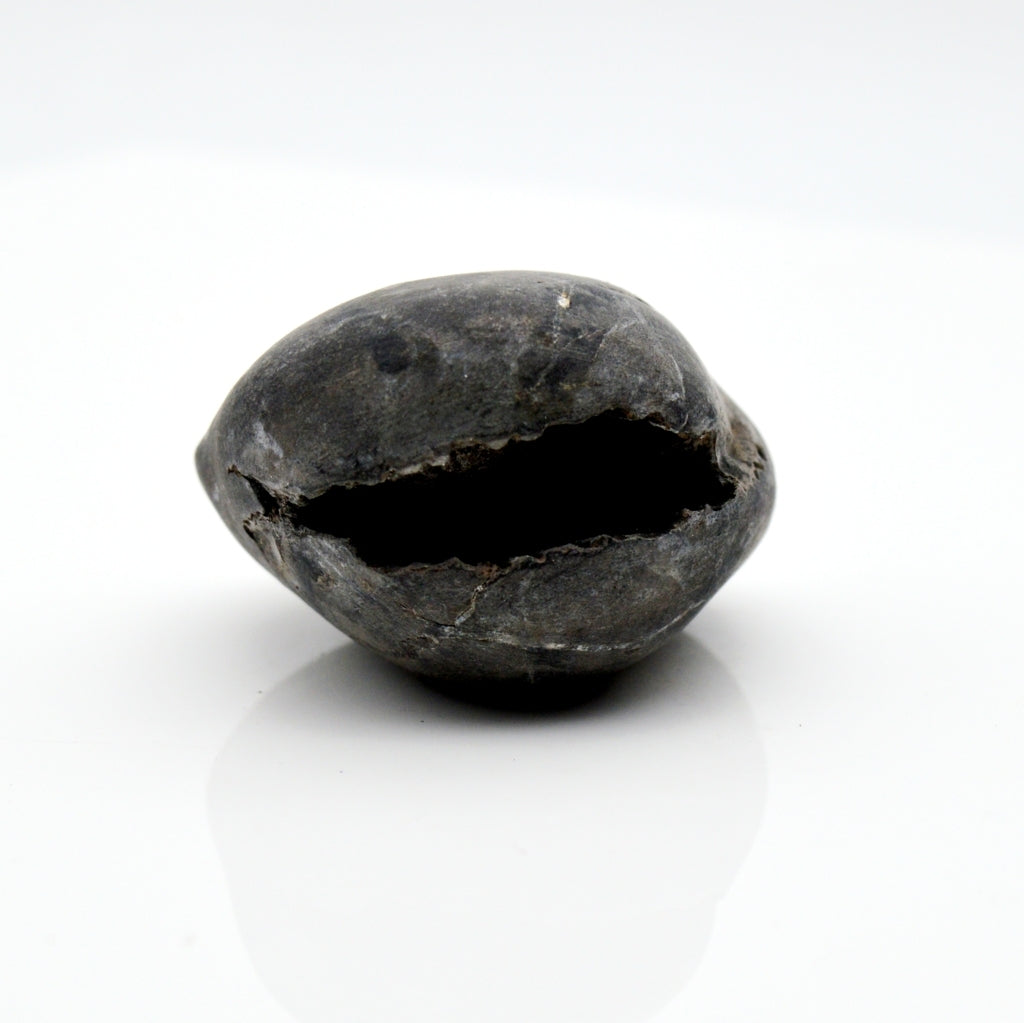 Original Madhav Shaligram Fossil For Worship Small Size (Max: 5 CM ...