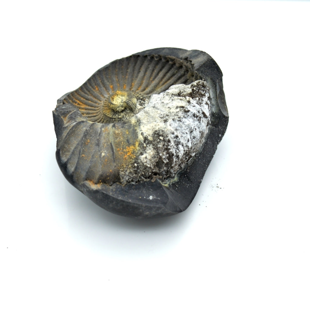 Gandaki River Suryamurti Shaligram Shilla Stone For Pooja Small Size ...