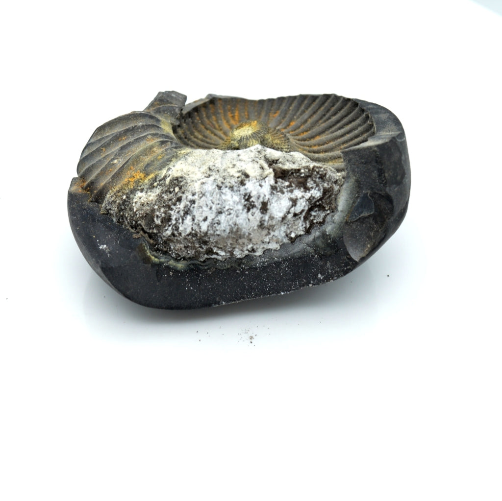 Gandaki River Suryamurti Shaligram Shilla Stone For Pooja Small Size ...