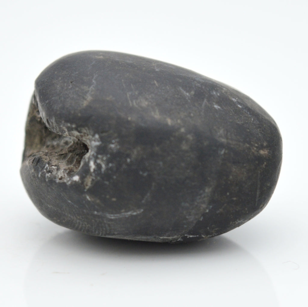 Natural Janardan Shaligram Fossil For Worship Small Size (Max: 5 CM ...