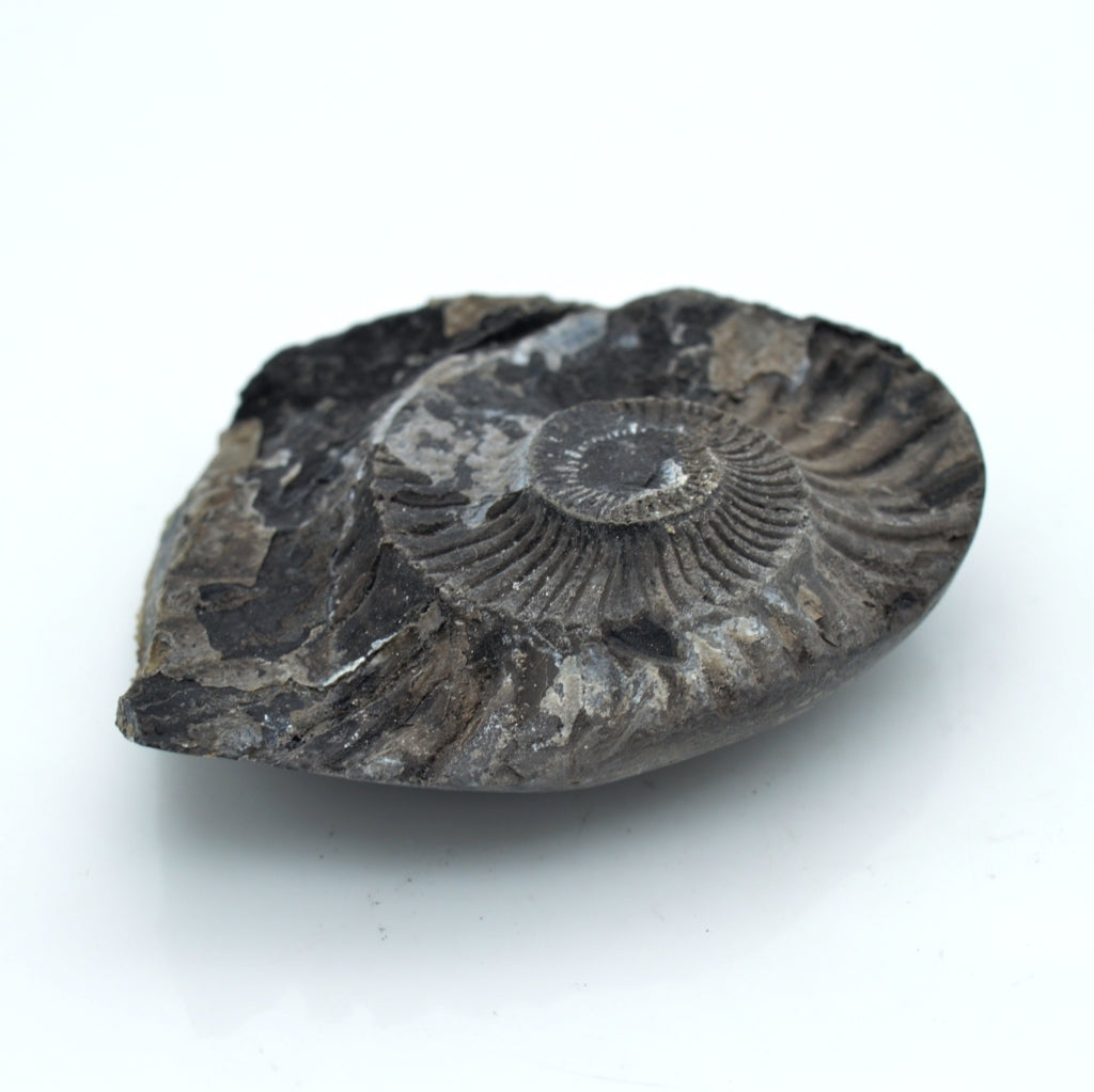 Genuine Keshav Shaligram Vishnu Shila salagrama For Worship Small Size ...