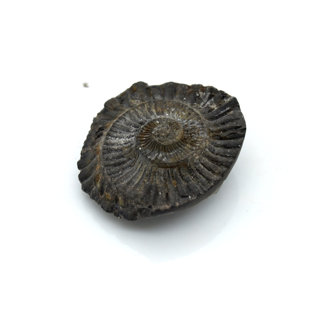 Genuine Harihar Shaligram Fossil saligram For Pooja Small Size (Max: 5 ...