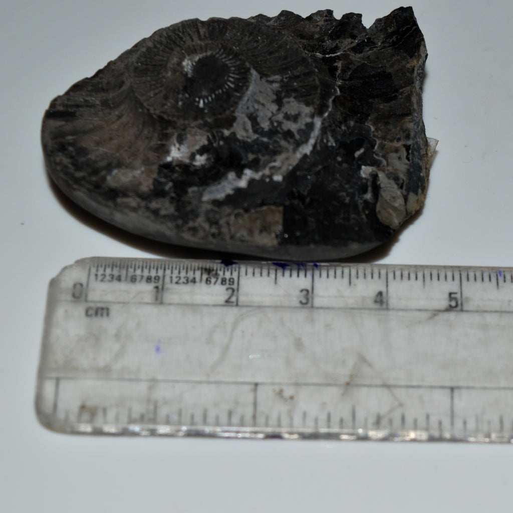 Genuine Keshav Shaligram Vishnu Shila salagrama For Worship Small Size ...