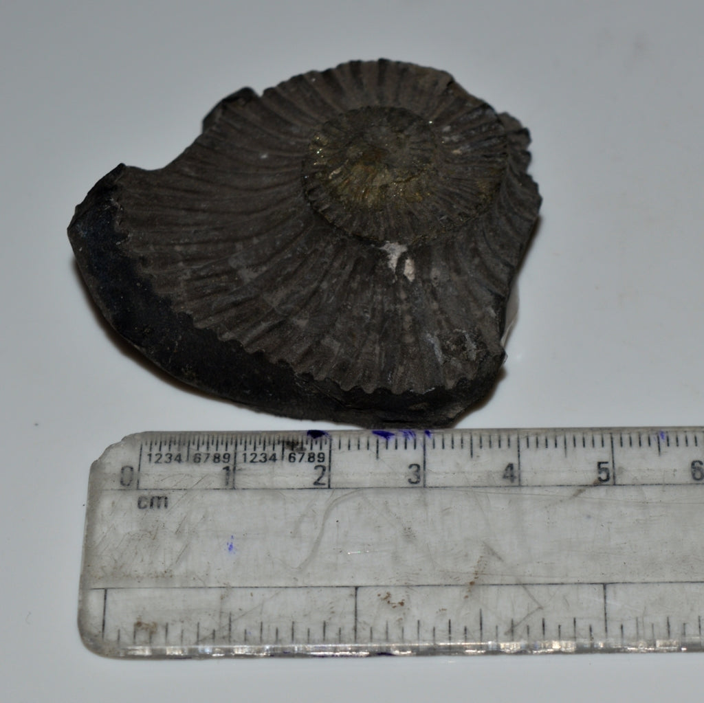 Gandaki River Laxmi Narayana Shaligram Fossil saaligram For Pooja Smal ...